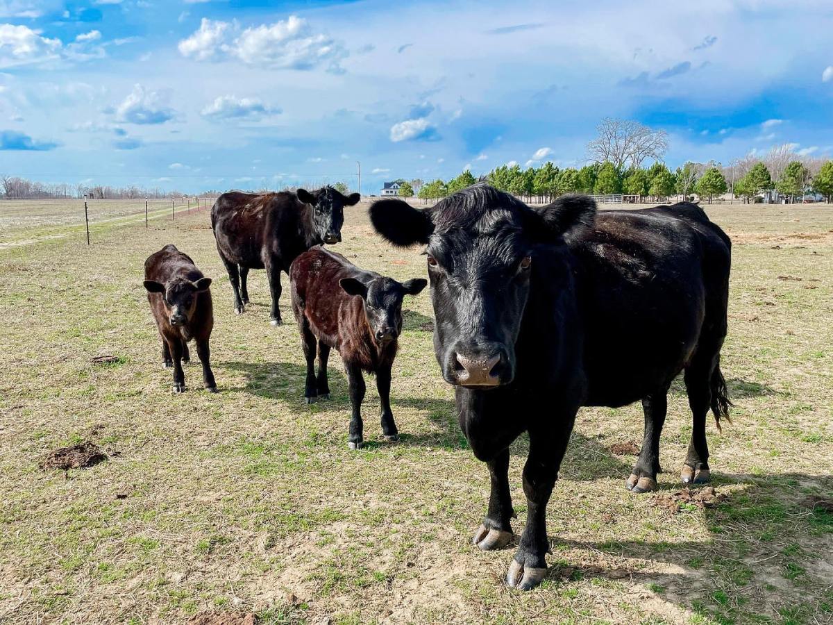 Live Cattle – Barrett Cabin Farms